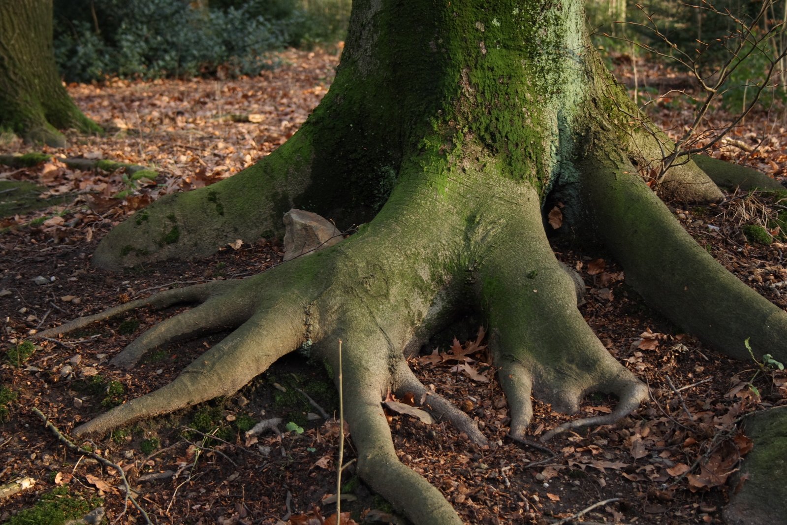 One Root Meditation | Between The Worlds